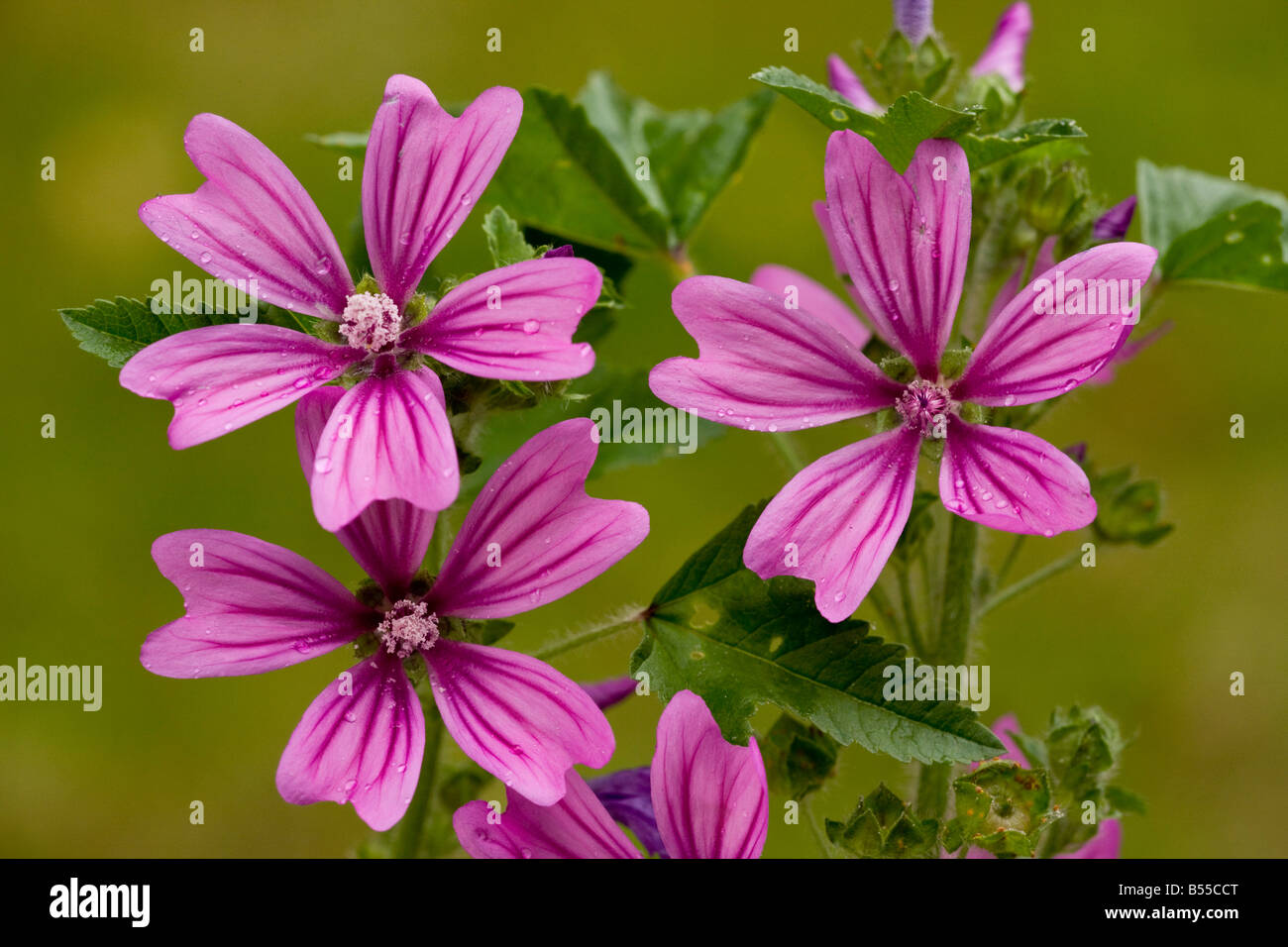 Malva Sylvestris (mallow) Flower/leaf/stem Extract Sale Retailer | www ...