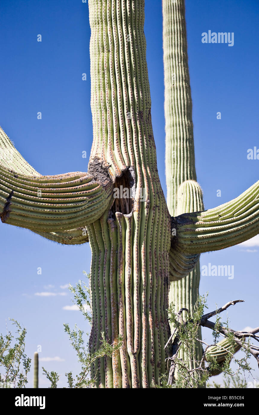 Towering saguaro cactus hi-res stock photography and images - Alamy