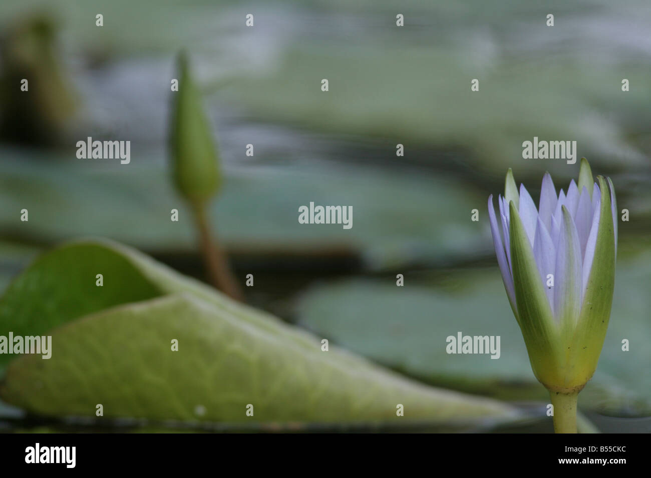Nymphaea nouchali Blue water Lily Israel winter 2007 Stock Photo - Alamy