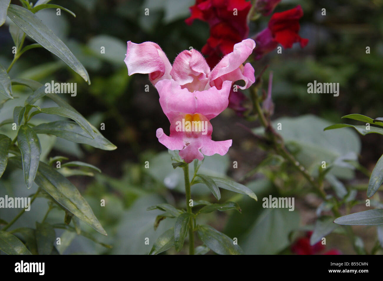 Anti rabbits hi-res stock photography and images - Alamy