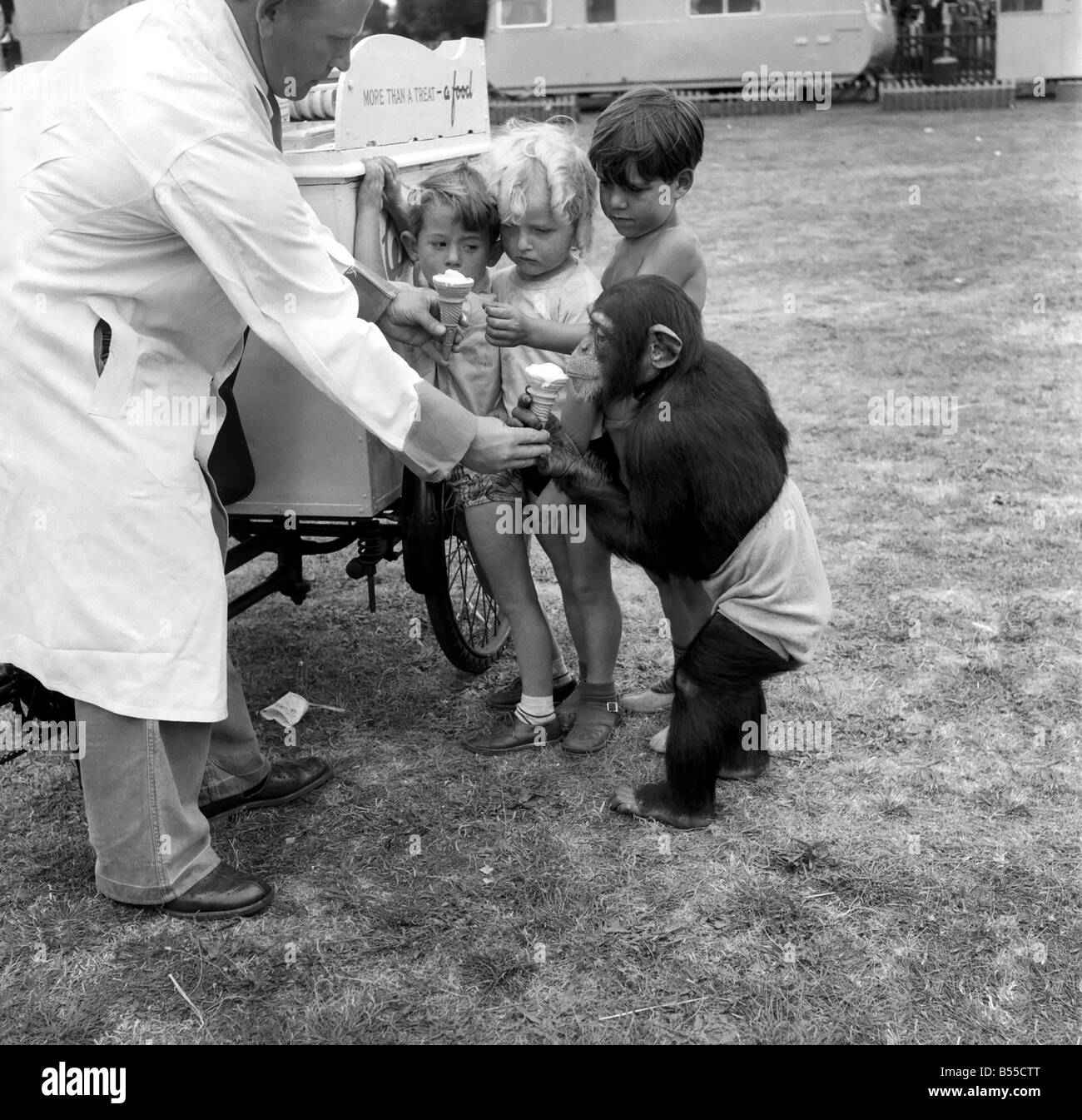 Animals: Monkey: Humour. Chimpanzee queues with children to get Ice ...