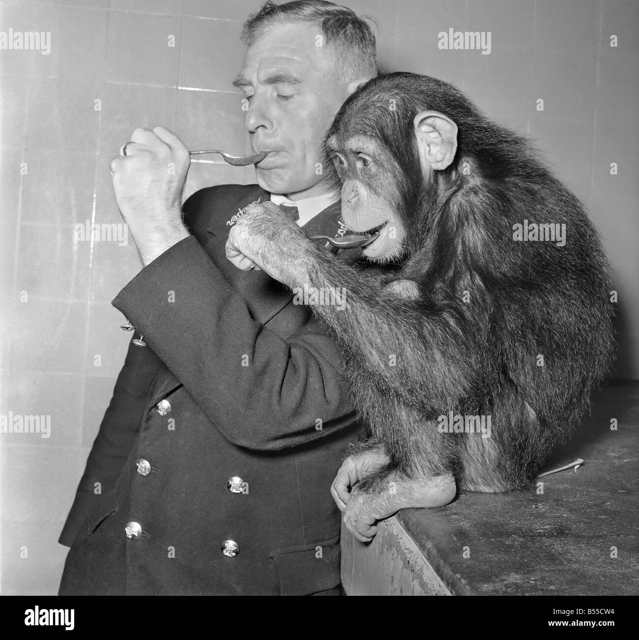 Animals Monkey Humour. Monkey's table manners. September 1953 D5598-001 ...