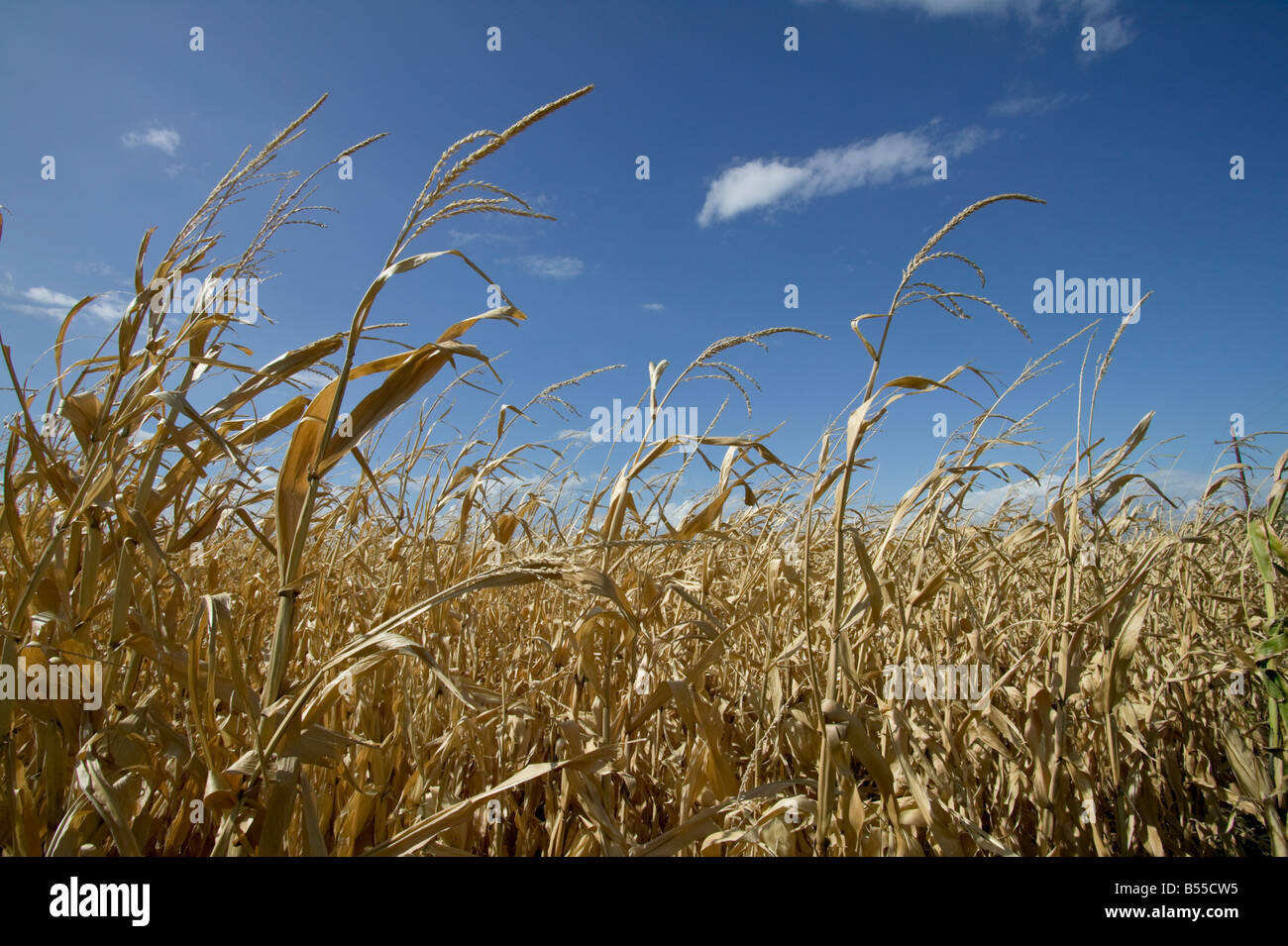 Nebraska corn hi-res stock photography and images - Alamy