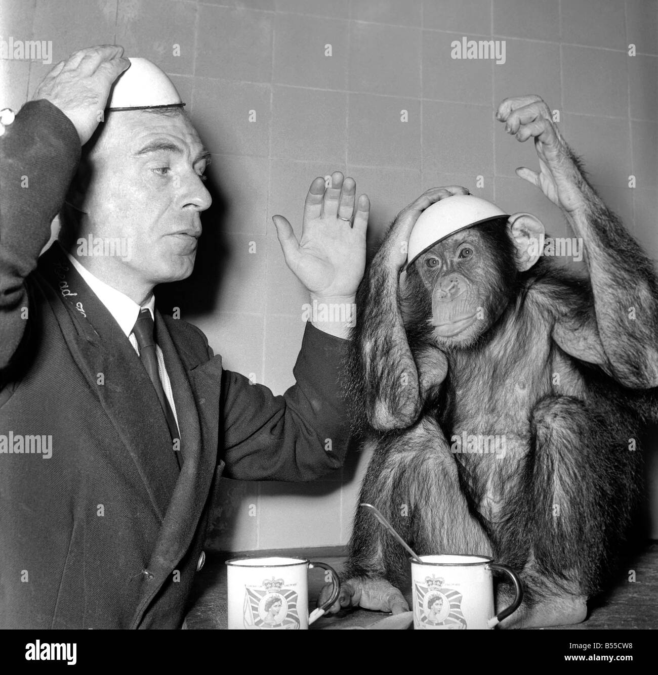 Animals Monkey Humour. Monkey's table manners. September 1953 D5598-003 ...