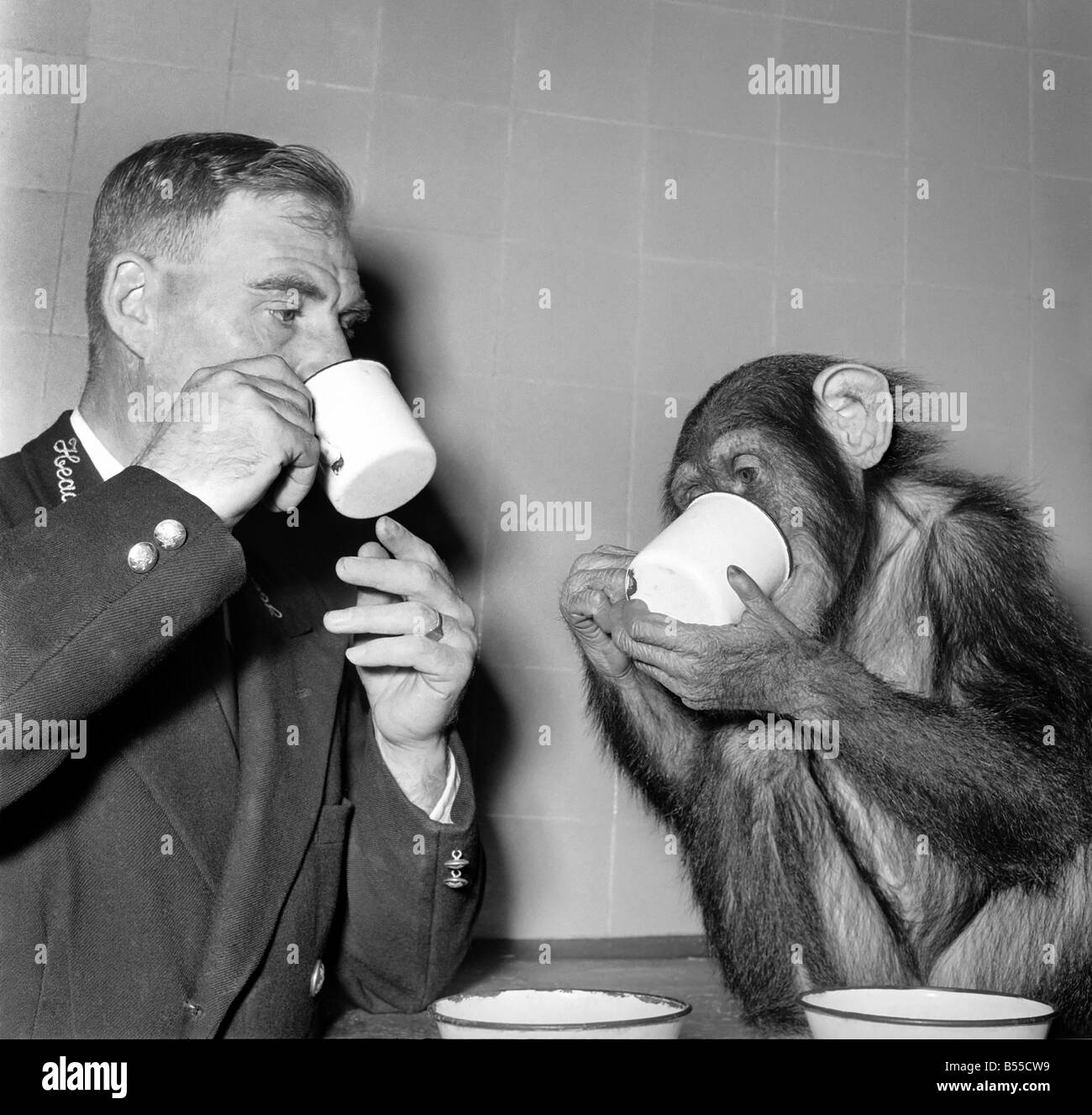 Monkey drinking tea hi-res stock photography and images - Alamy