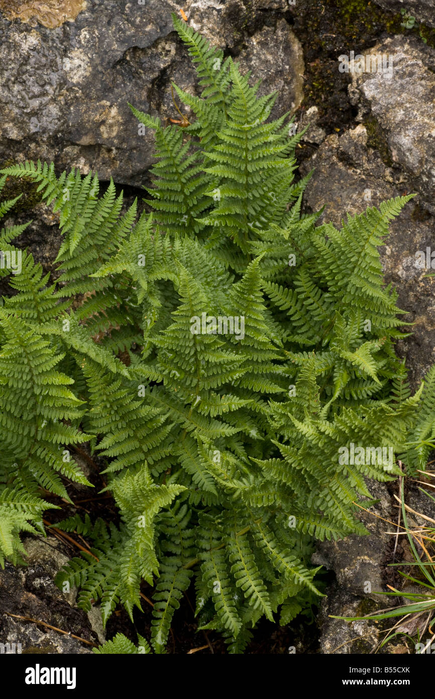 Rigid Buckler Fern Dryopteris submontana D villarii ssp montana on ...