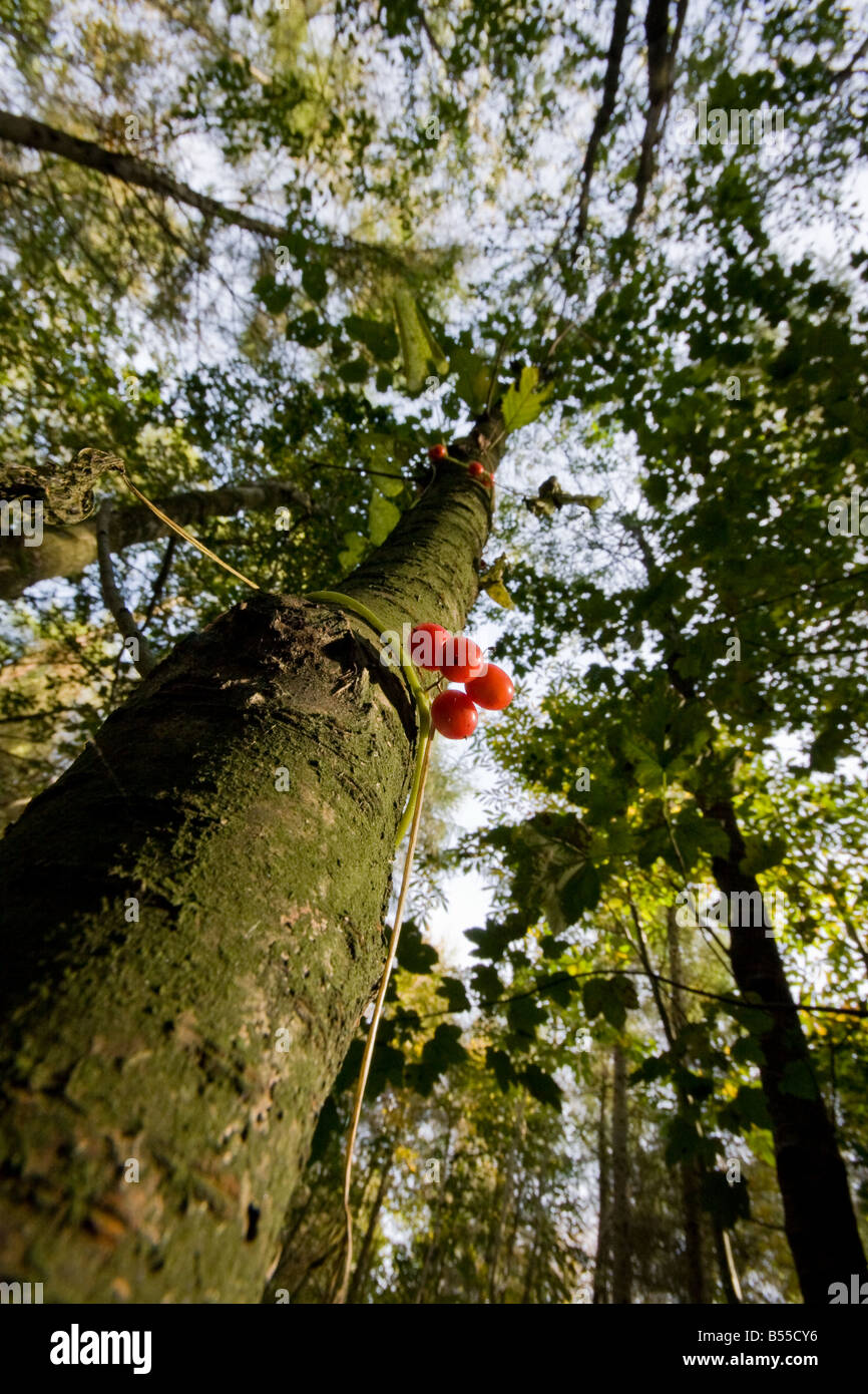 Half way tree hi-res stock photography and images - Alamy