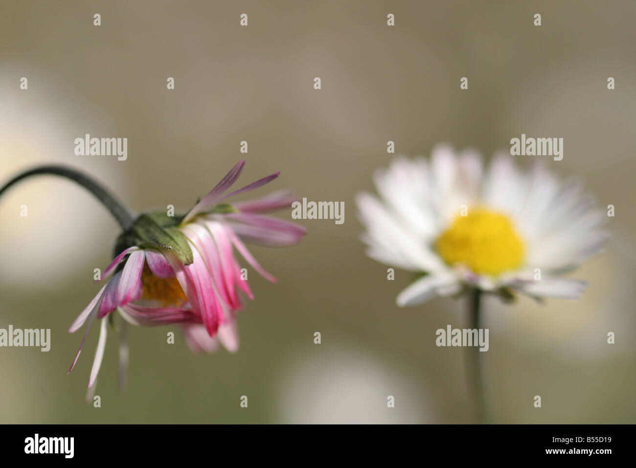 Southern Daisy Bellis sylvestris Israel Spring March 2007 Stock Photo ...