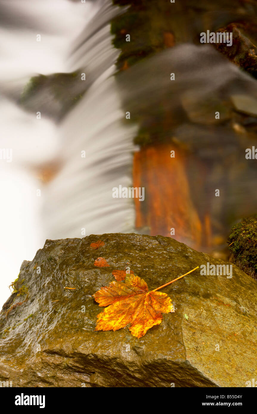 Autumn at Skill Beck falls near Keswick Lake District Cumbria UK Stock ...