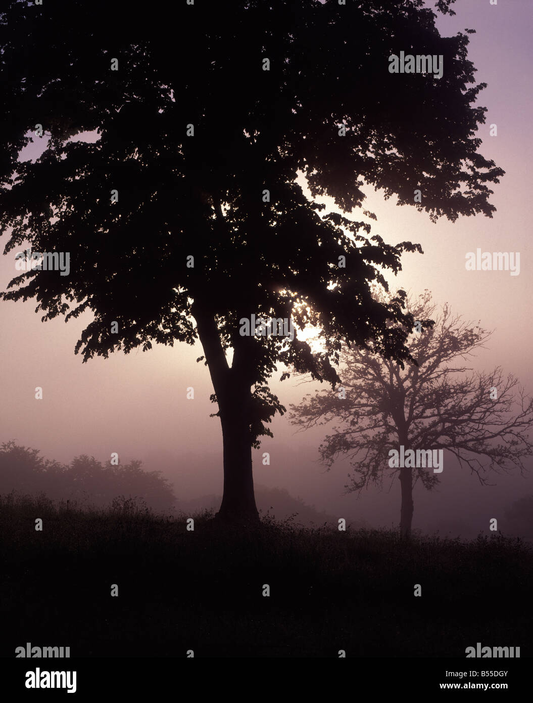 Trees silhouetted against the sky in misty morning light Stock Photo ...