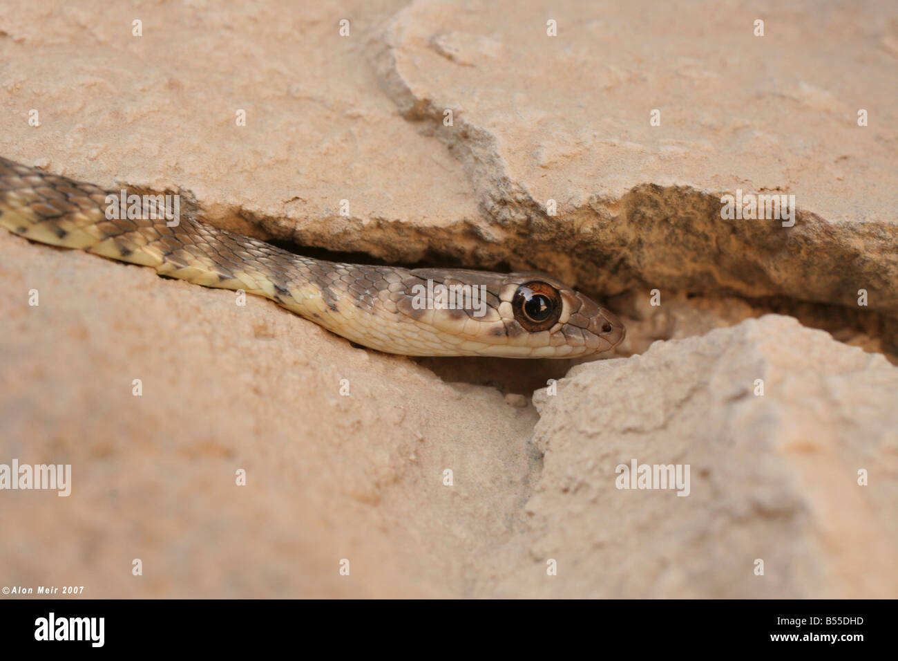 Snakes of israel hi-res stock photography and images - Alamy