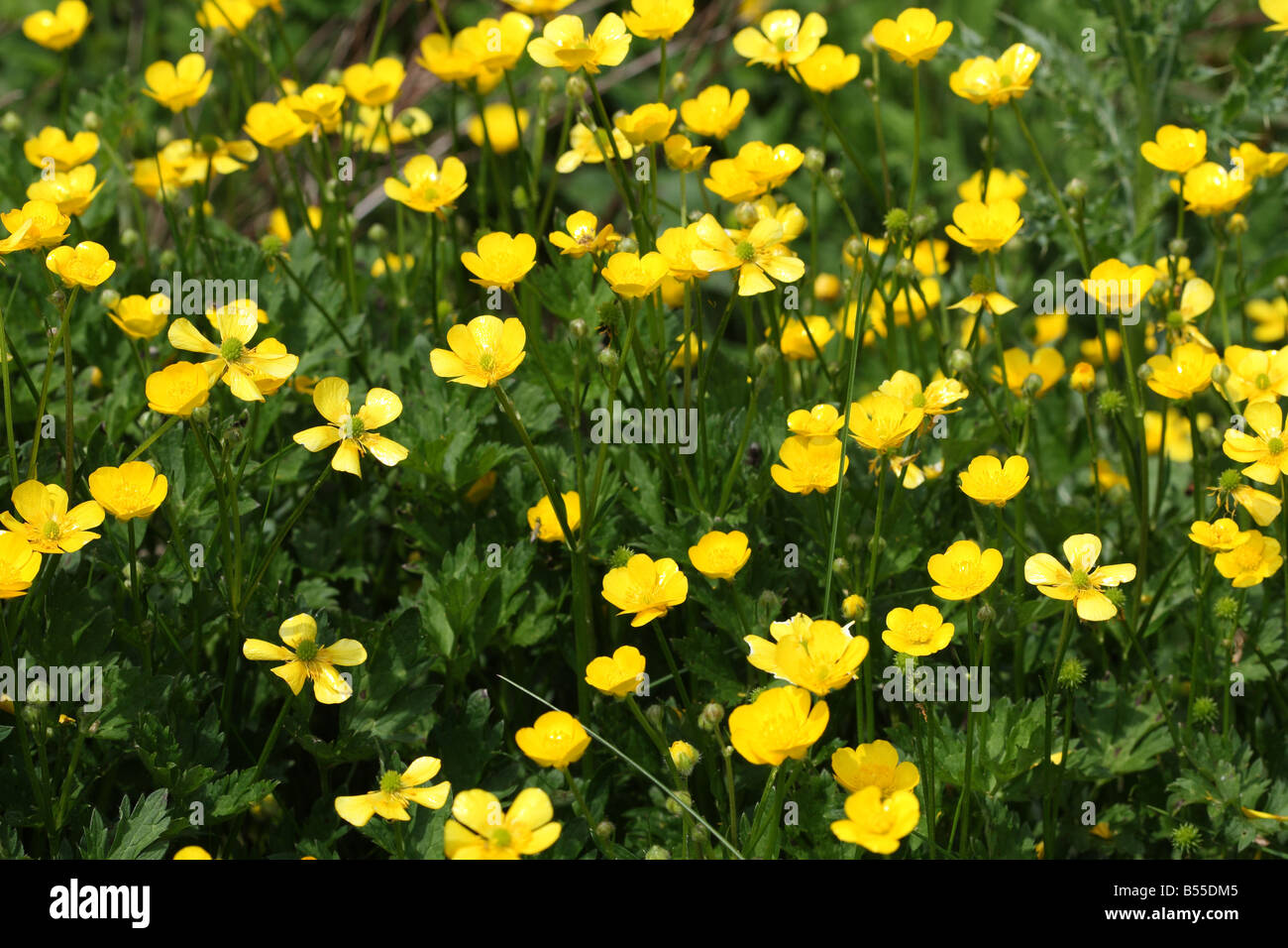 BUTTERCUP Ranunculus repens PLANTS IN FLOWER Stock Photo - Alamy