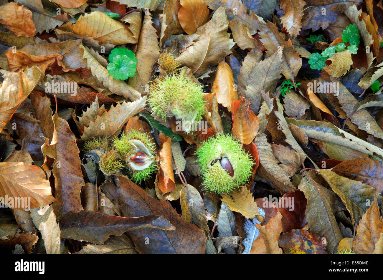 Sweet chestnut leaves on forest floor hi-res stock photography and ...