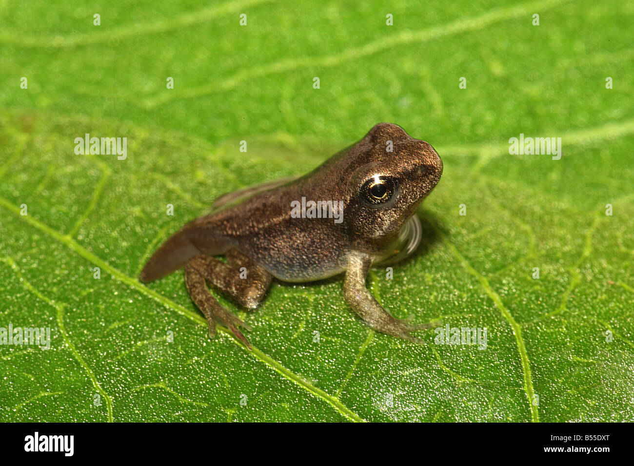 development - common frog - phase 3 Stock Photo - Alamy