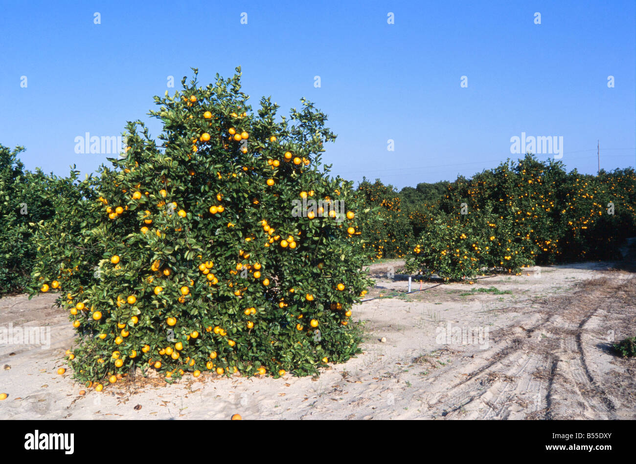 Harvesting oranges Florida Stock Photo - Alamy
