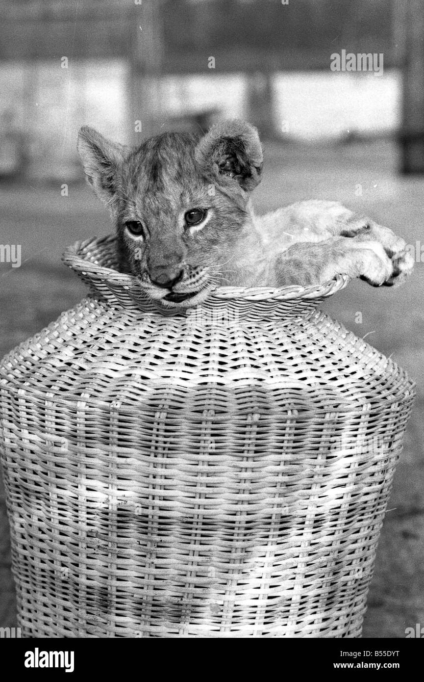 Mustapha the lion cub at Plymouth zoo who has mistaken himself for a ...
