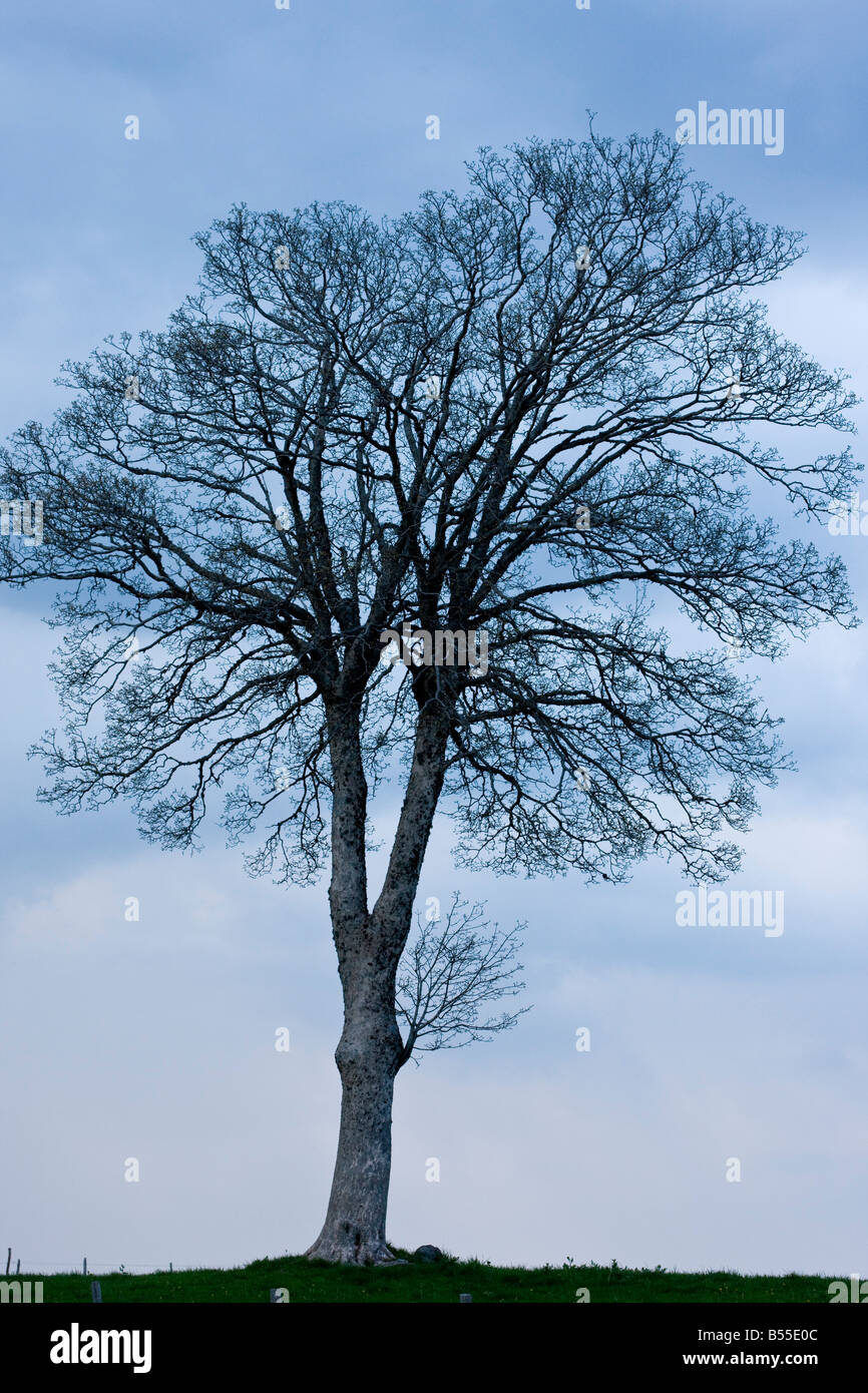 Acer pseudoplatanus sycamore maple flowering hi-res stock photography ...