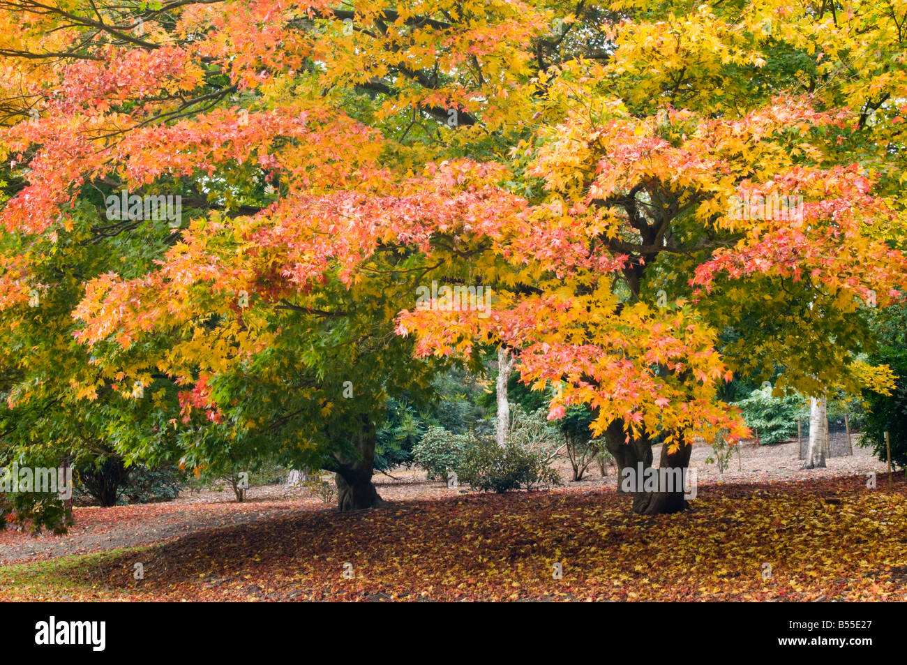 Maple trees in autumn, The Valley Gardens, Virginia Water, Surrey ...