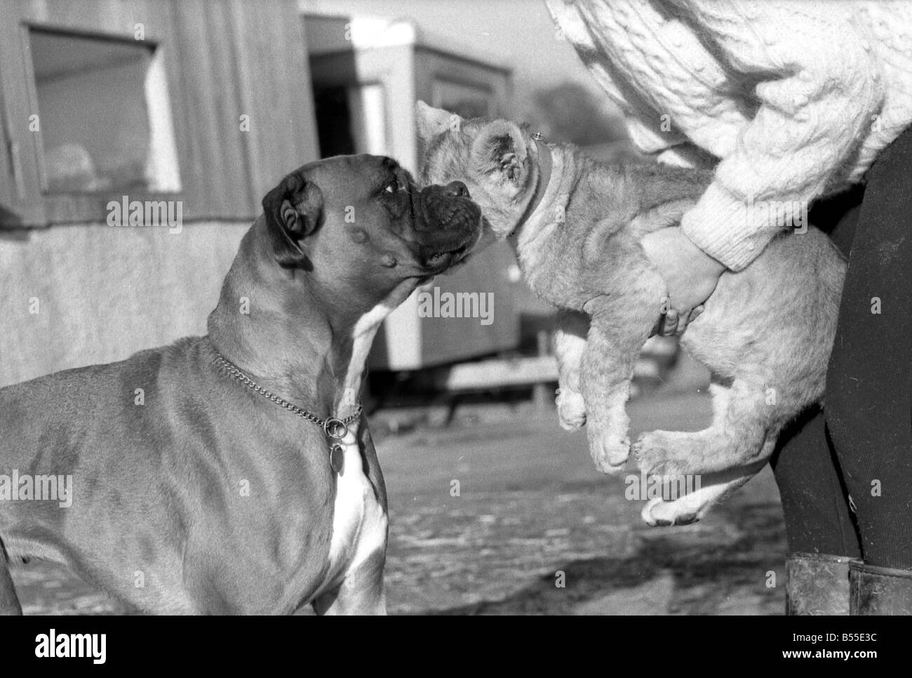 Mustapha the lion cub at Plymouth zoo who has mistaken himself for a ...
