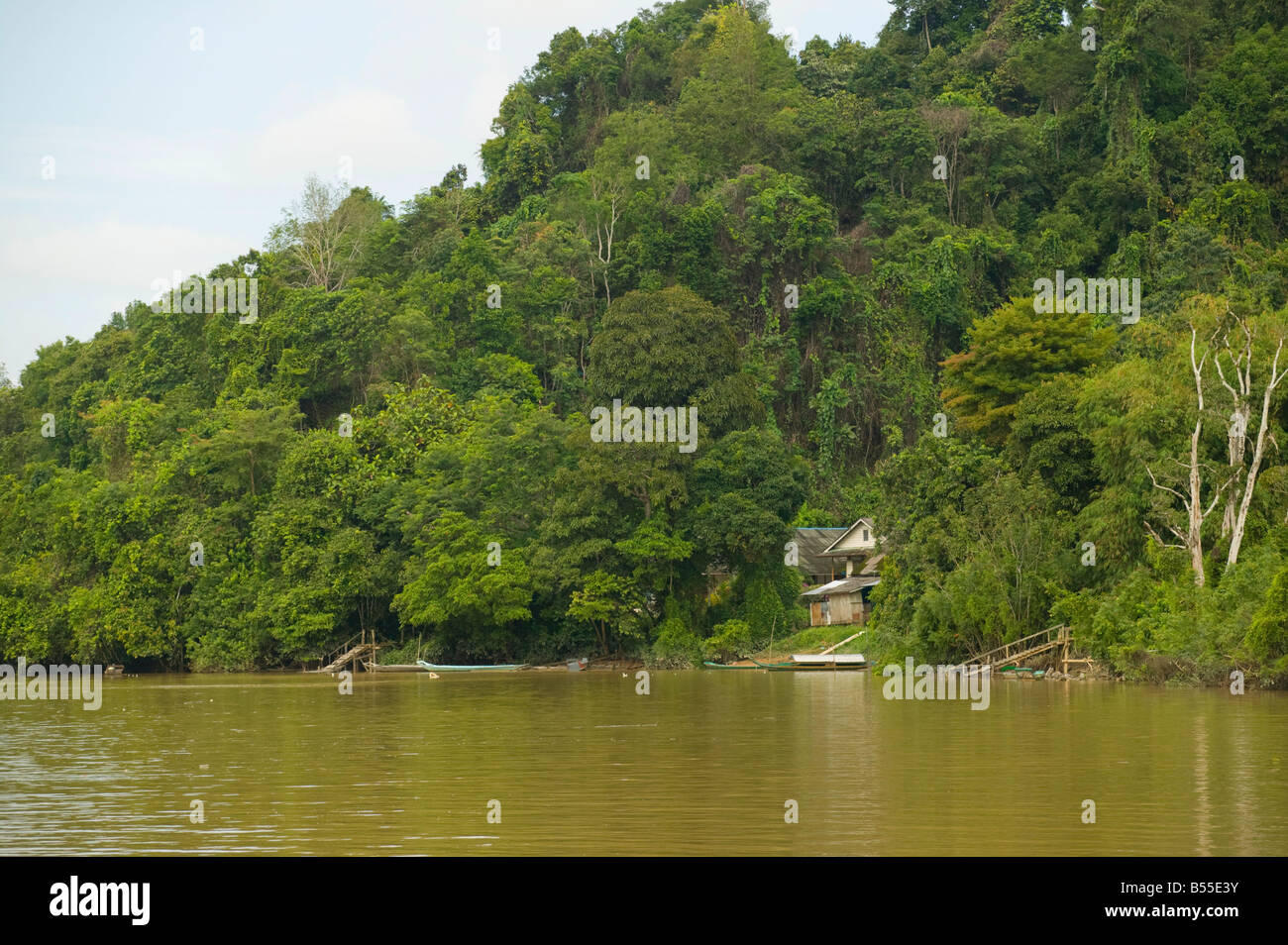 Rainforest along the banks of the Rejang River near Kanowit Sarawak ...