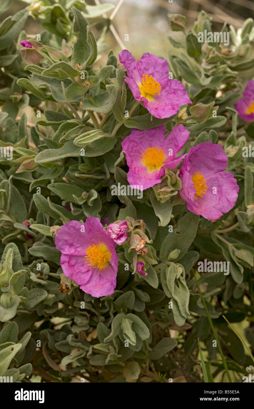 A pink cistus or sun rose Cistus albidus Andalucia South west Spain ...