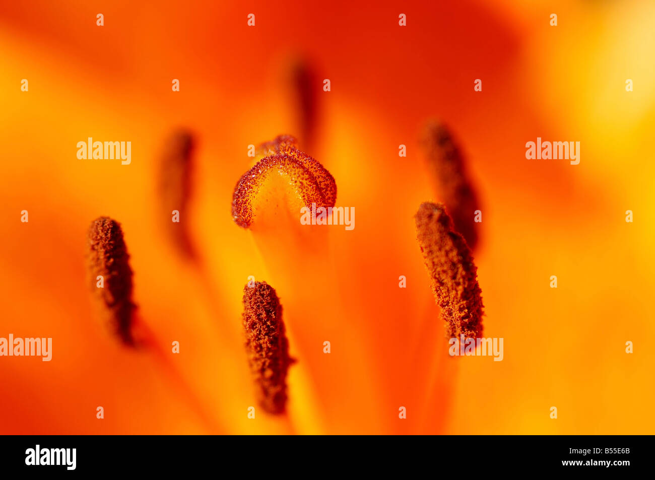 Nankeen lily hi-res stock photography and images - Alamy