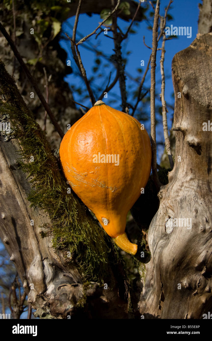 Squash pumpkin in sunny hi-res stock photography and images - Alamy