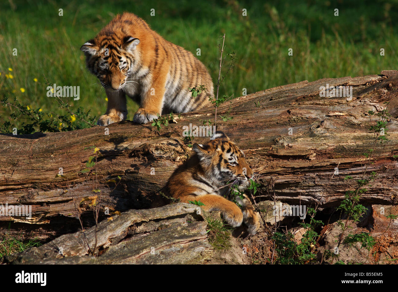Siberian tiger cubs hi-res stock photography and images - Alamy