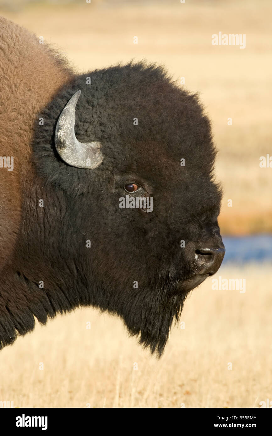 Bison bull head hi-res stock photography and images - Alamy