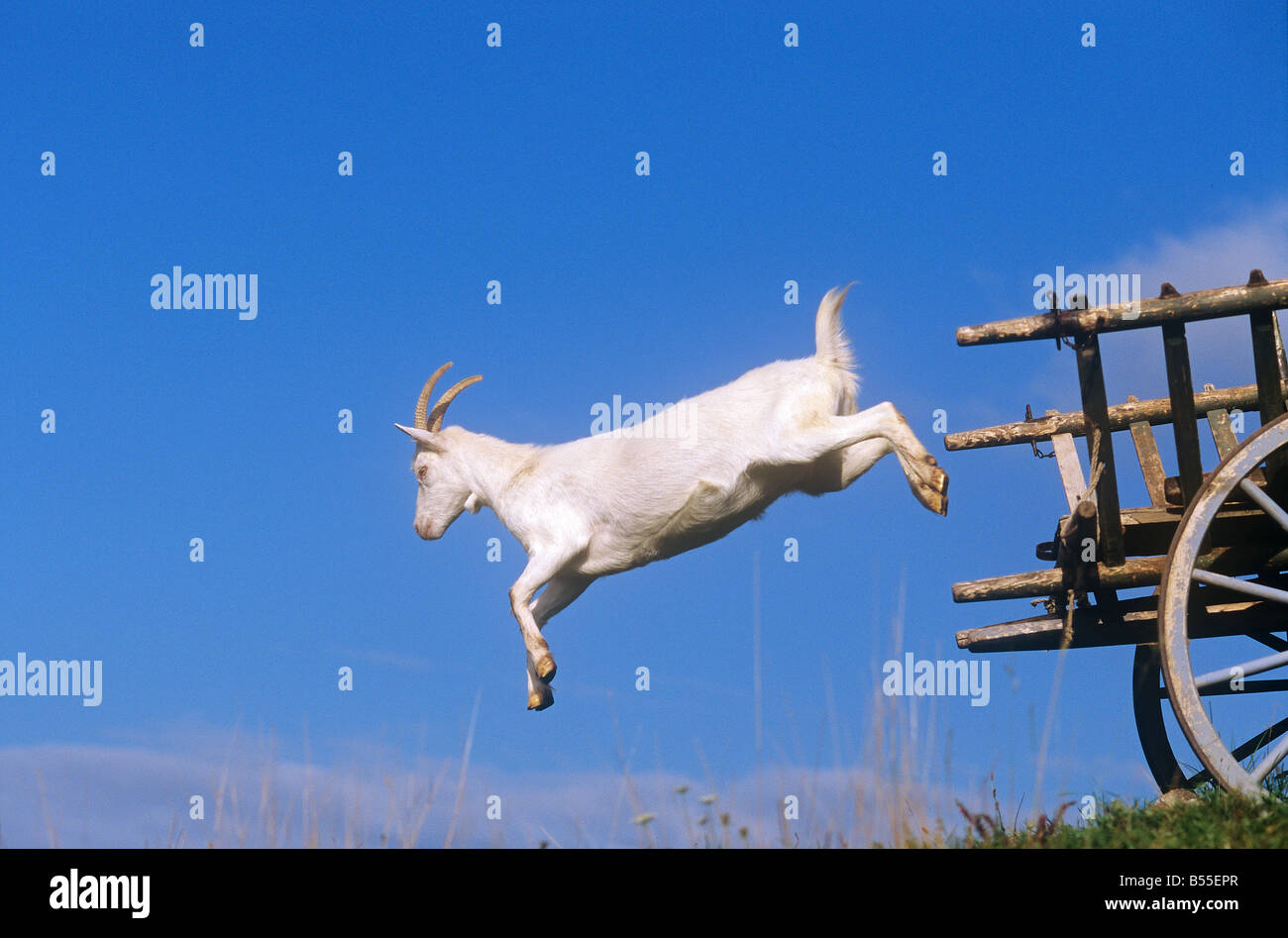 Domestic Goat. White adult jumping from hay cart Stock Photo - Alamy