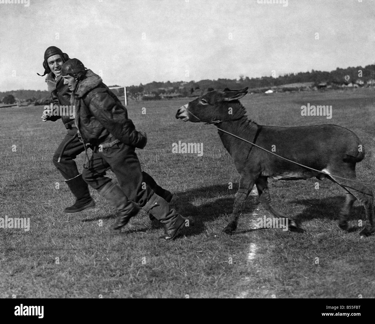 Barney the donkey who is number one member of The allied forces mascot ...