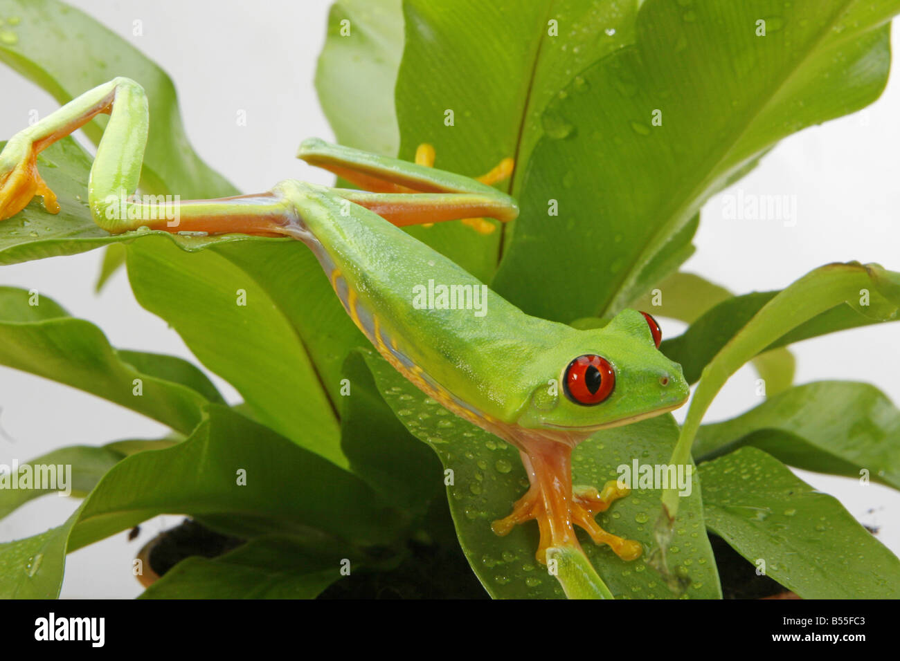 Red-eyed Tree Frog on leaf / Agalychnis callidryas Stock Photo - Alamy