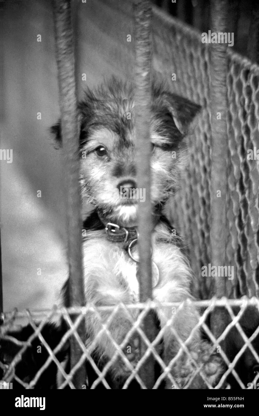 Manchester dogs hi-res stock photography and images - Alamy