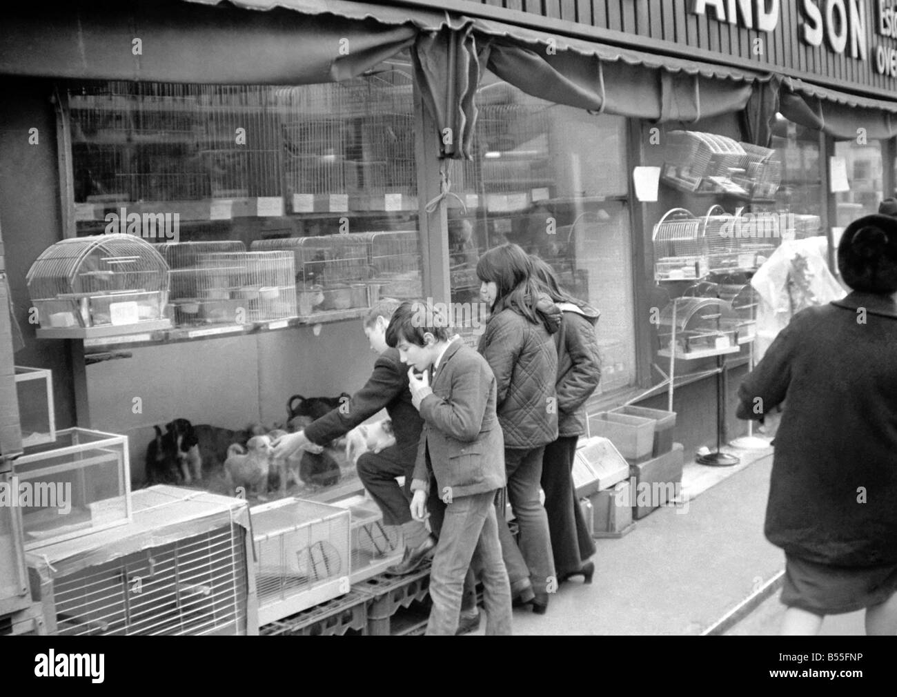 Condemned dogs at the Manchester dogs home Collyhurst, Manchester ...