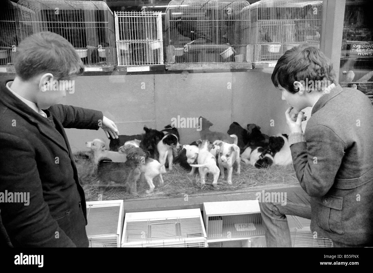 Condemned dogs at the Manchester dogs home Collyhurst, Manchester ...