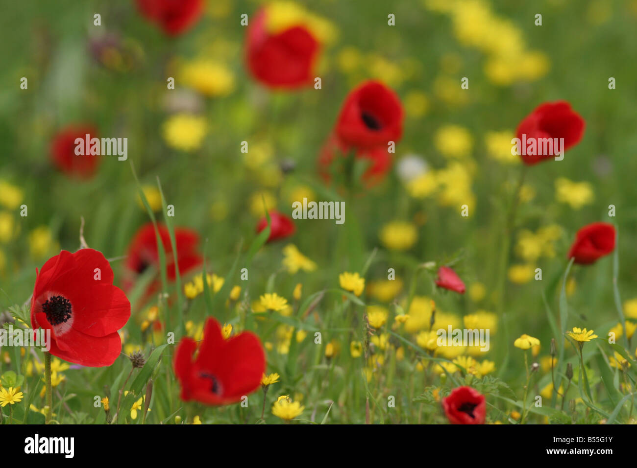 flowering field of Anemone coronaria Israel Spring Stock Photo - Alamy