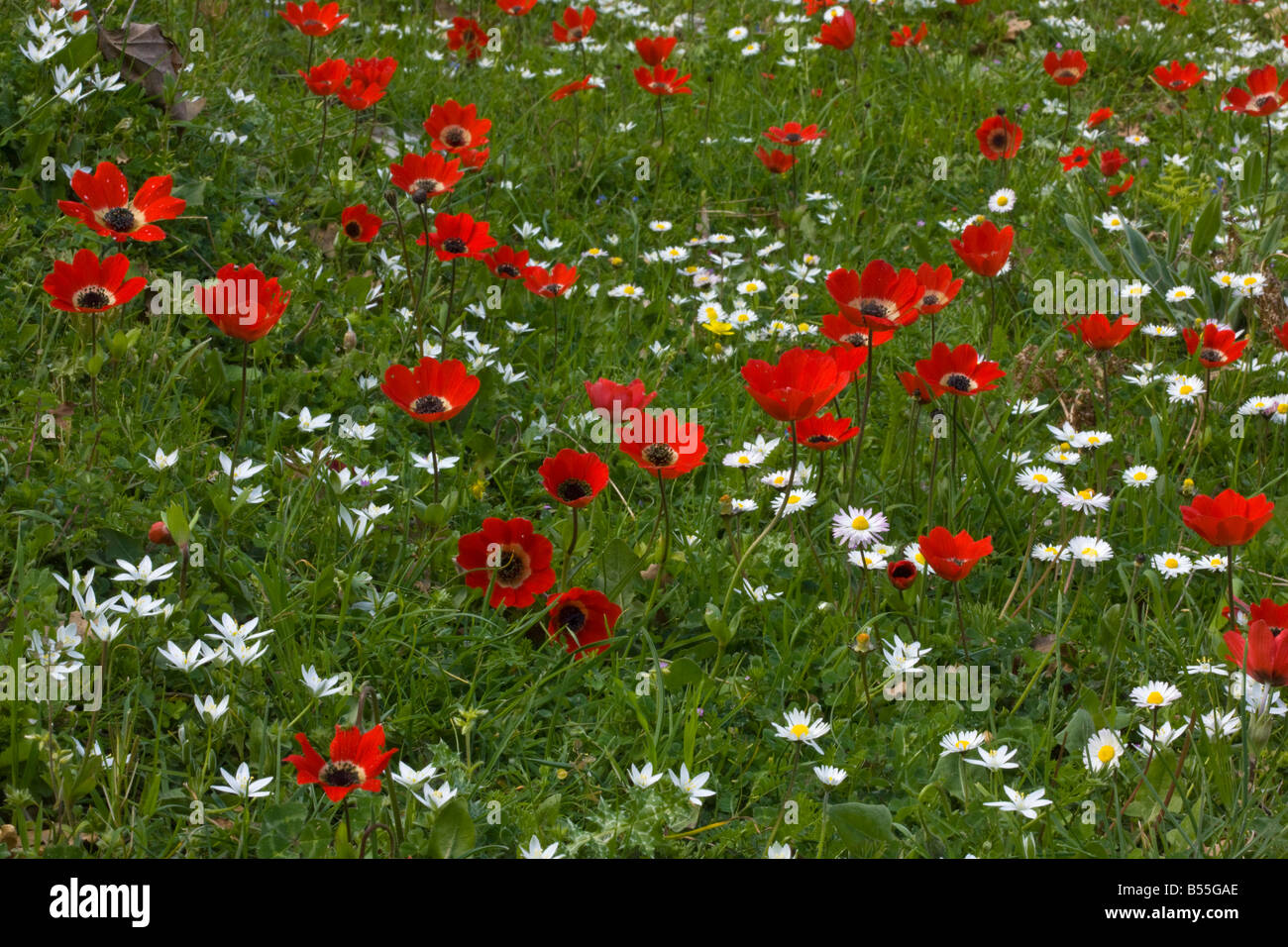 Spring flowers in Greece Peacock Anemone Anemone pavonina Star of ...
