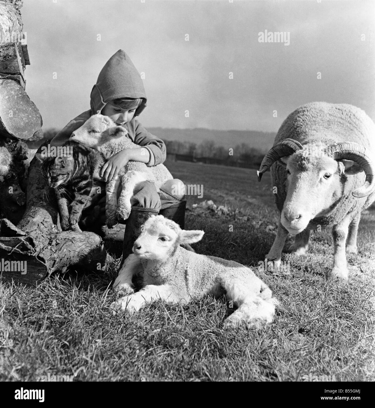 Christmas lambs. Down at Rye House Farm, Otford, Kent, early lambs are ...