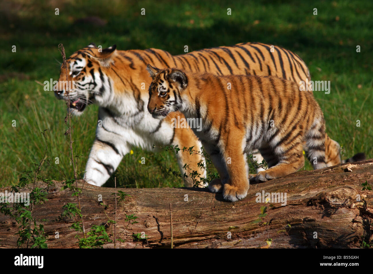 Siberian tiger mother and cub hi-res stock photography and images - Alamy