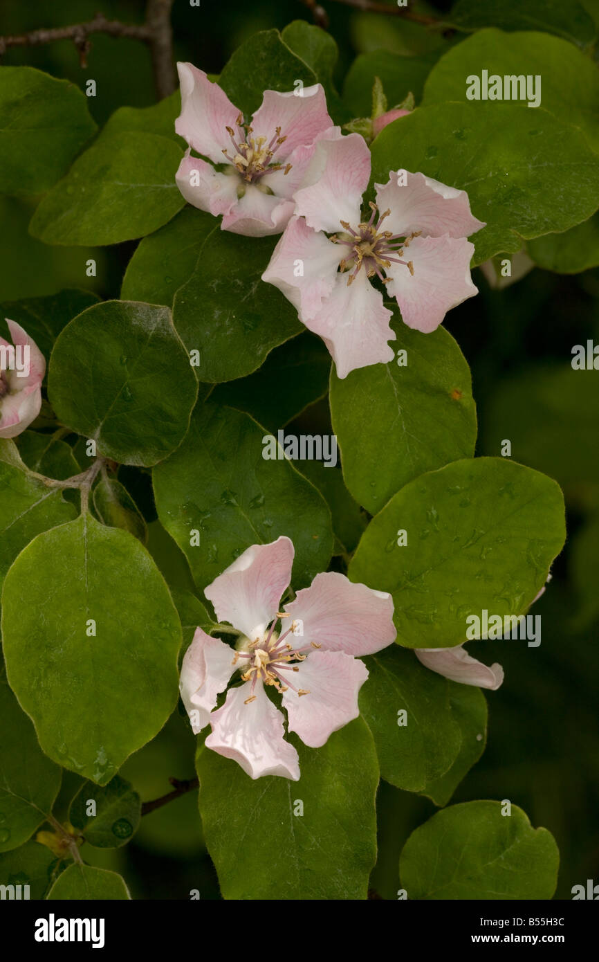 Quince cydonia oblonga hi-res stock photography and images - Alamy