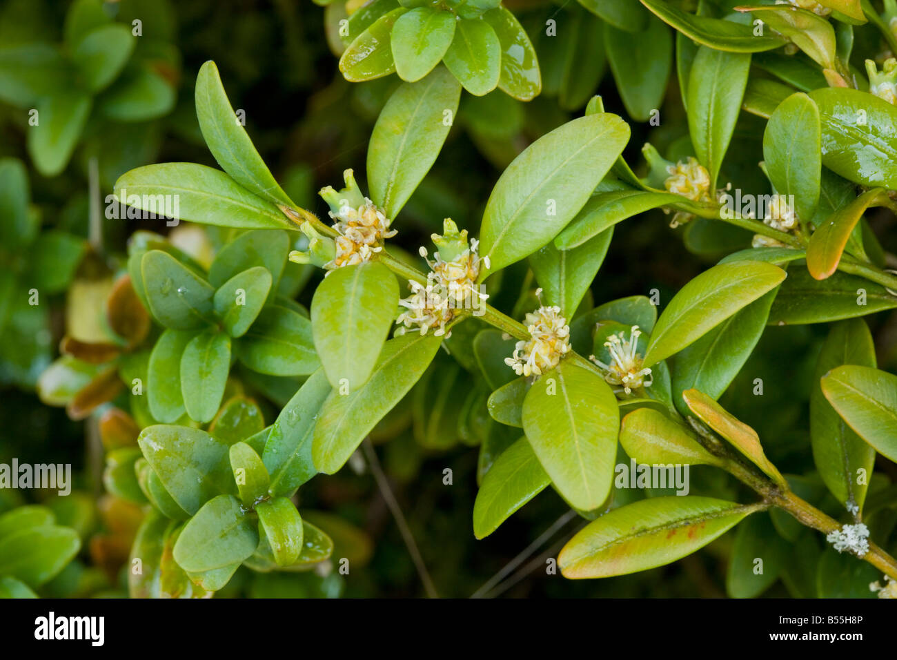 Box bush Buxus sempervirens in flower France Stock Photo - Alamy