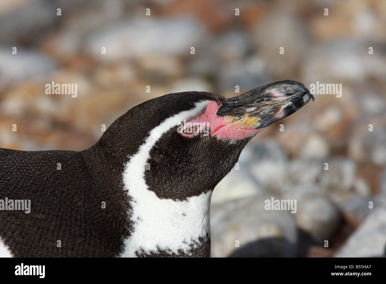 Penguin basking in afternoon sun Stock Photo - Alamy