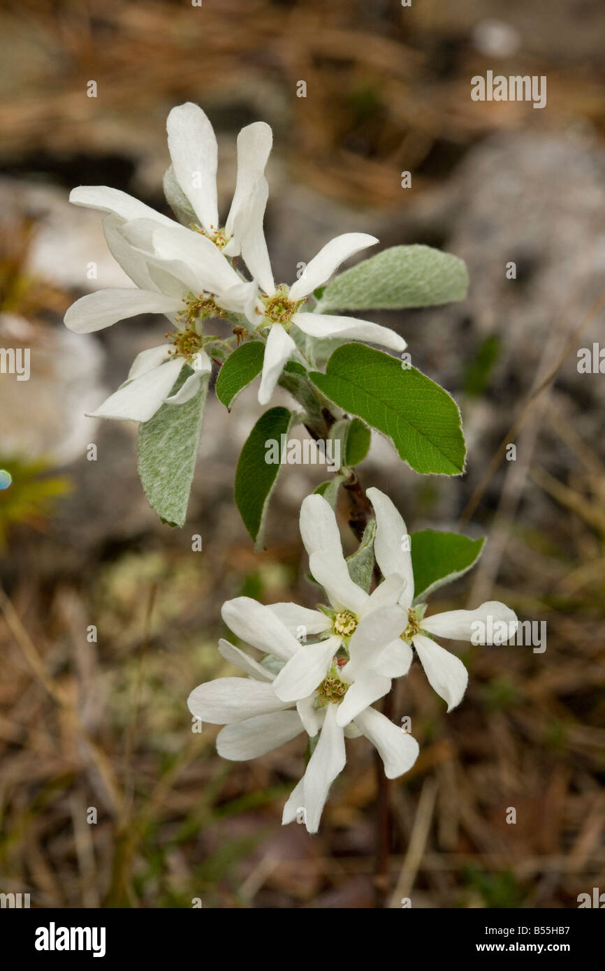 Ovalis hi-res stock photography and images - Alamy