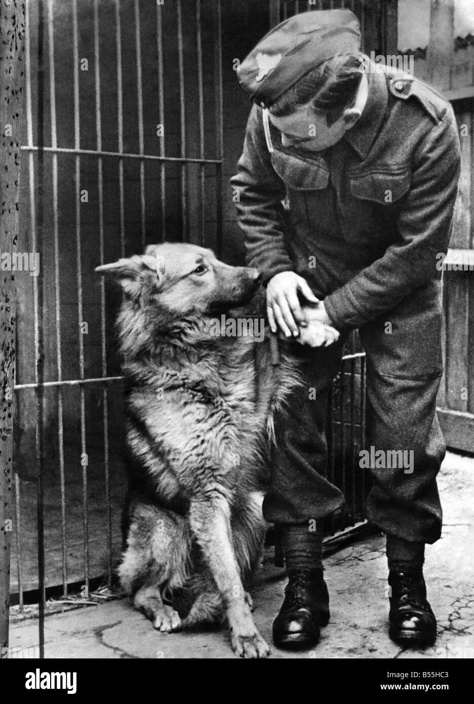 World War II. Mascots Dogs. The company's Alsatian dog is put into ...