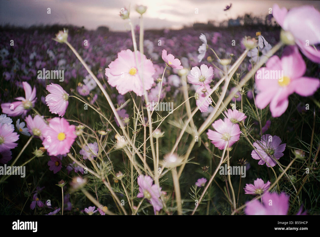 Cosmos flowers south africa hi-res stock photography and images - Alamy