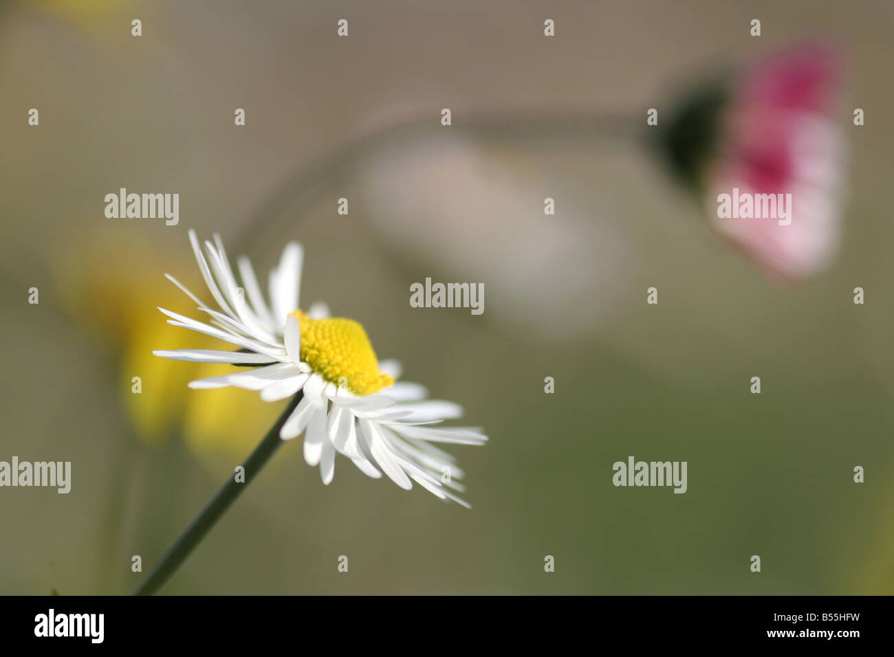 Southern Daisy Bellis sylvestris Israel Spring March 2007 Stock Photo ...