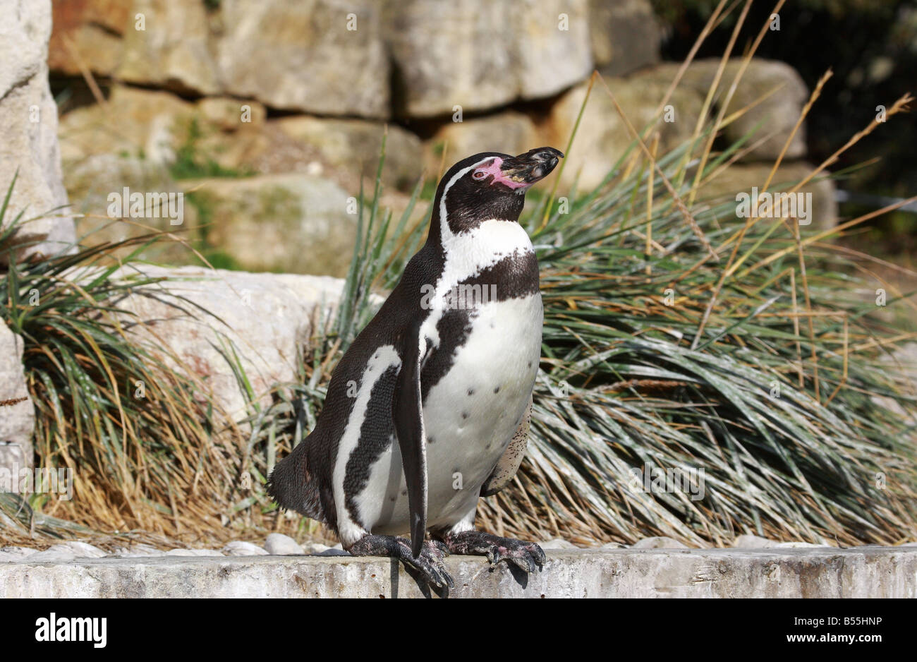 Penguin basking in afternoon sun Stock Photo - Alamy