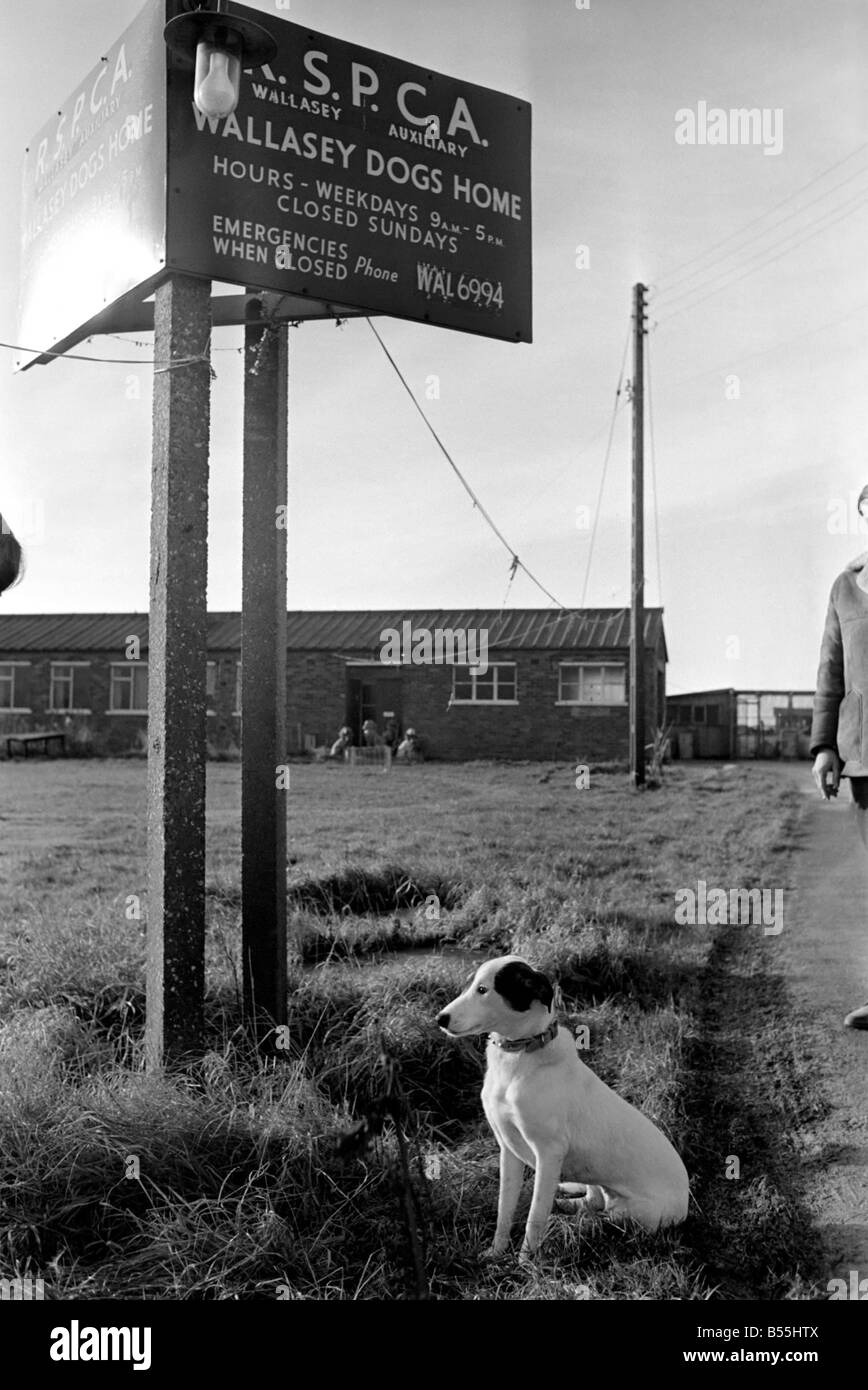 Animals Dogs: Home sick Lisa the rehomed stray returns to RSPCA Home ...