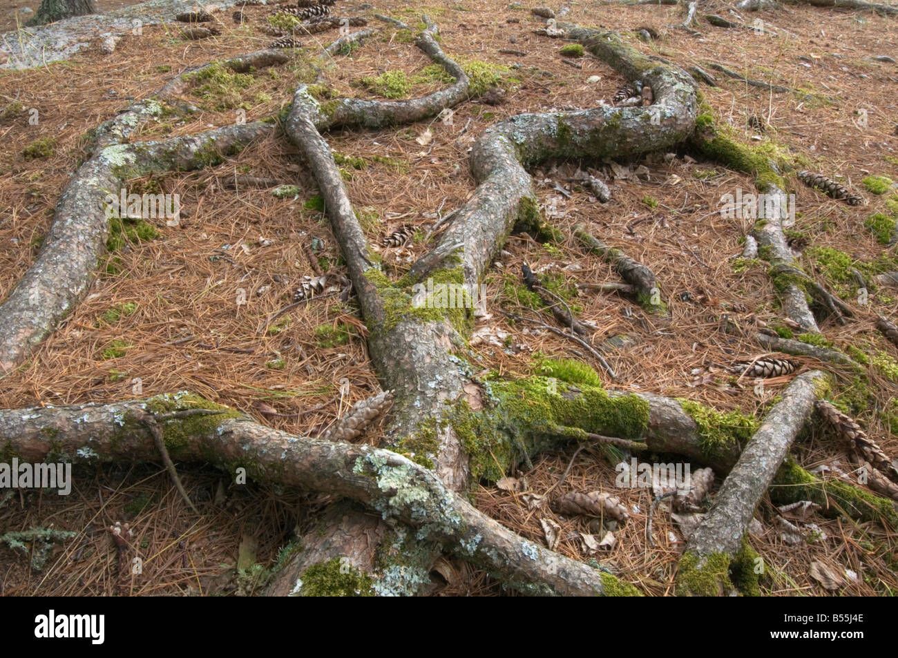 Cedar roots on small islands opposite Rudder Bay Lake Kabetogama ...