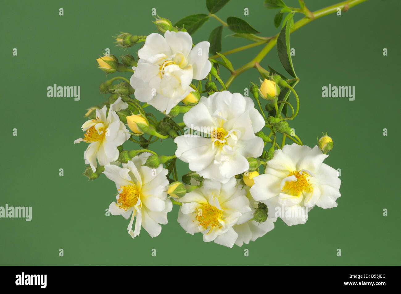 Rambling Rose (Rosa sp.), variety: Goldfinch, flowers, studio picture ...